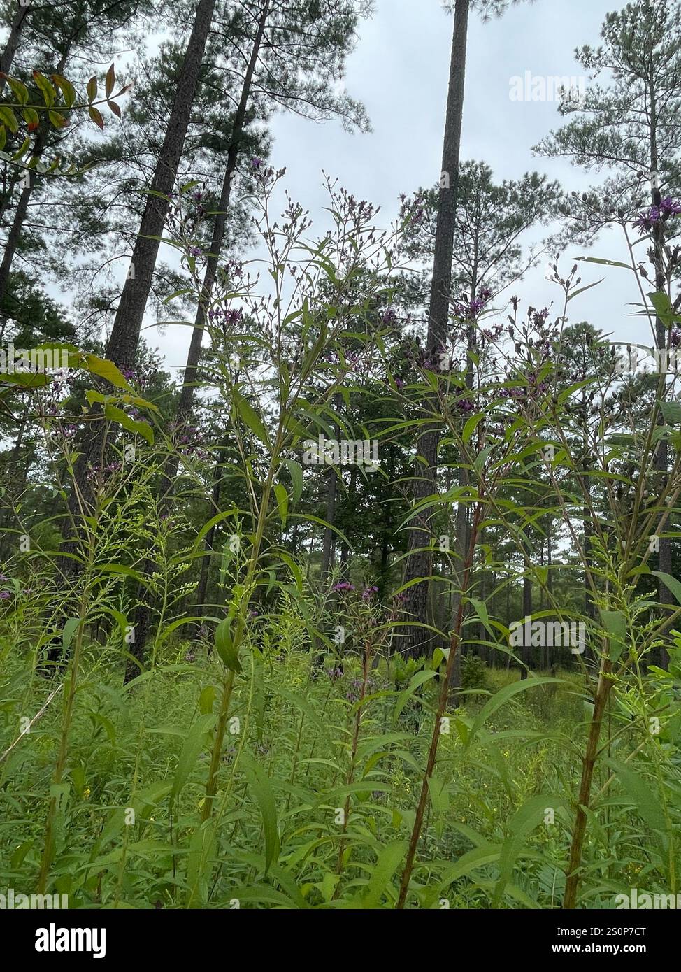 Tall Ironweed (Vernonia gigantea Stock Photo - Alamy