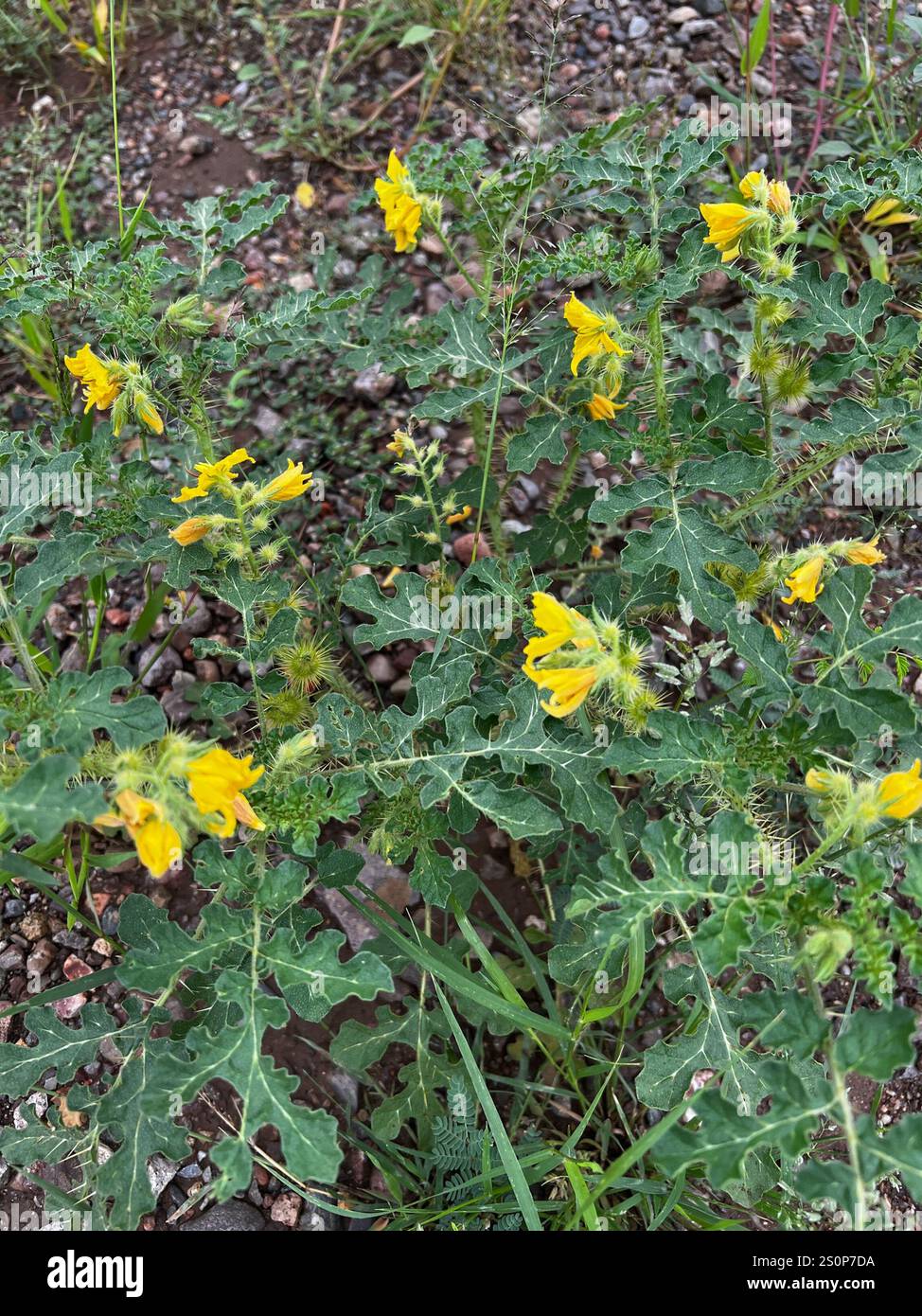 buffalo-bur (Solanum rostratum Stock Photo - Alamy