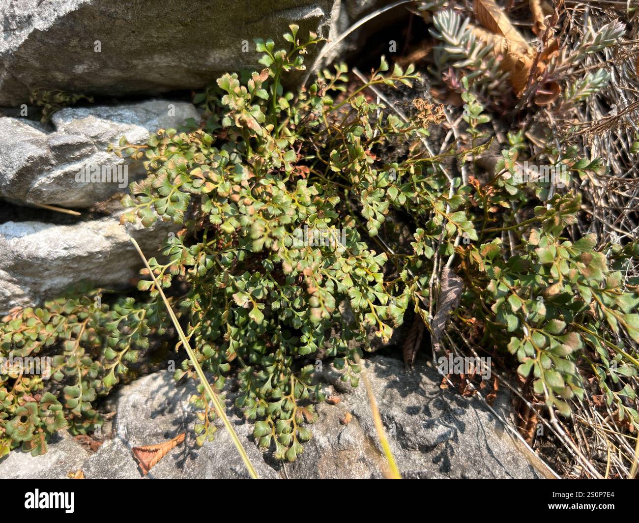 wall-rue (Asplenium ruta-muraria Stock Photo - Alamy
