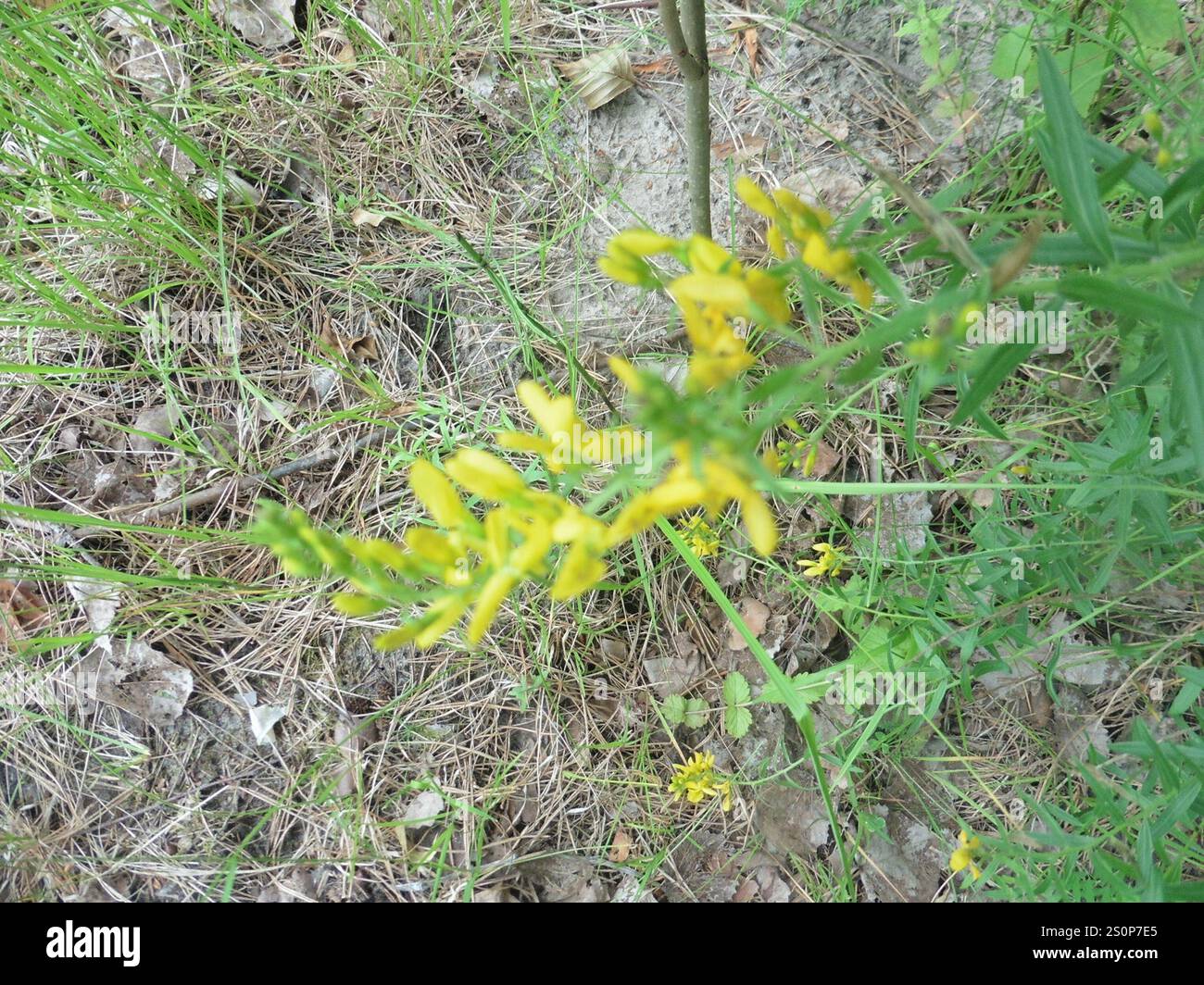 Dyer's Greenweed (Genista tinctoria Stock Photo - Alamy
