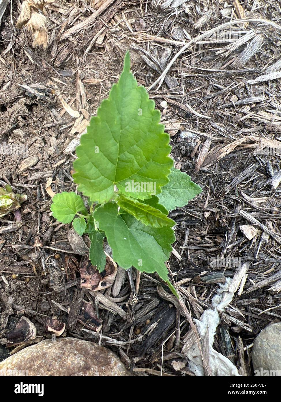 mulberry and fig family (Moraceae Stock Photo - Alamy
