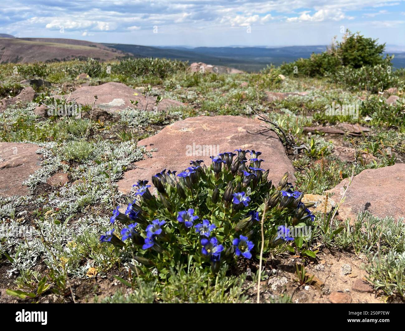 Mountain Bog Gentian (Gentiana calycosa Stock Photo - Alamy