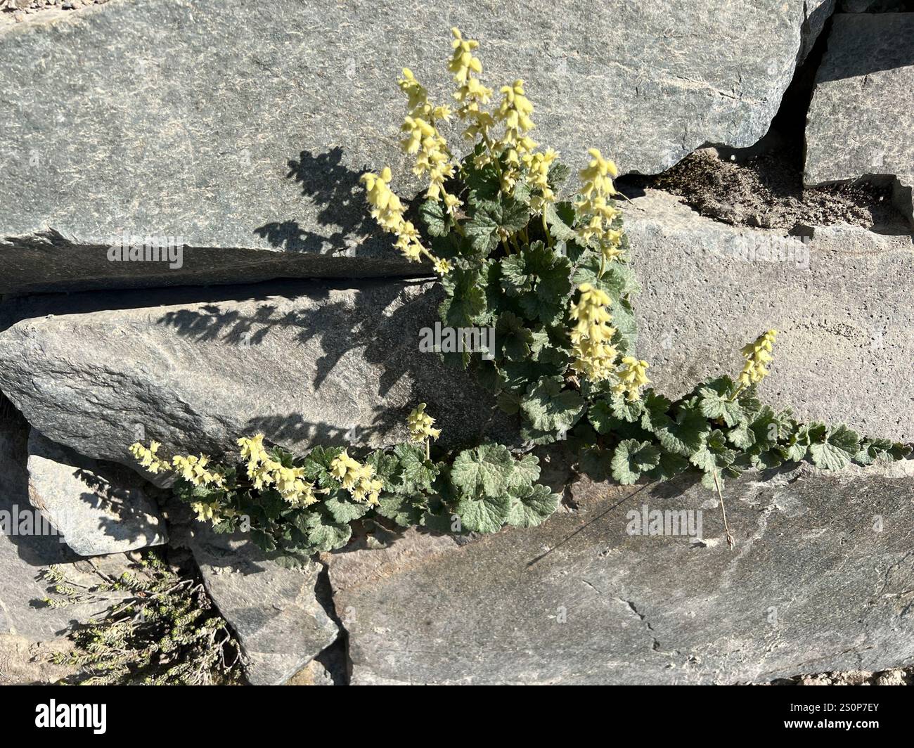 Elmera (Elmera racemosa Stock Photo - Alamy