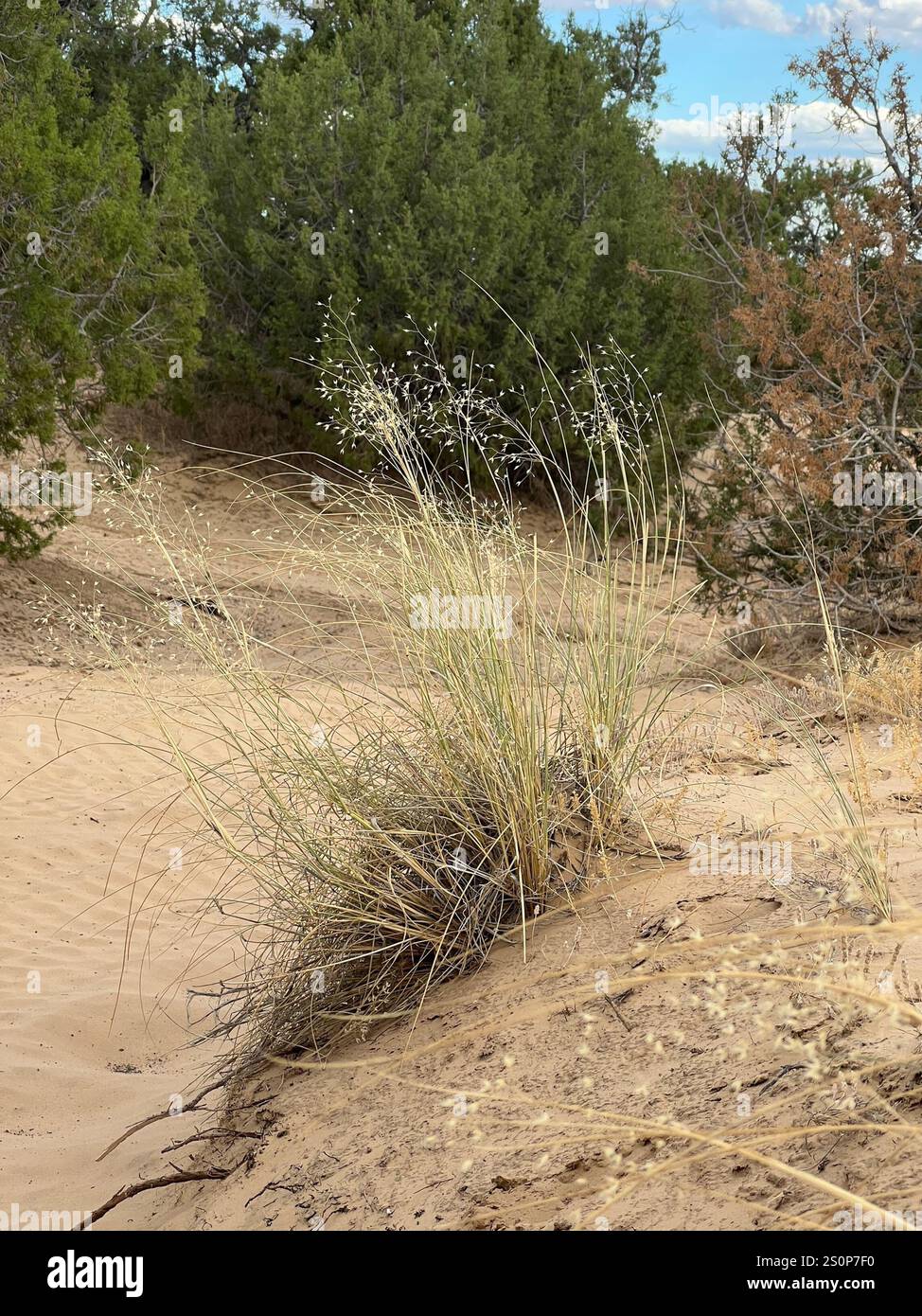 Sand Ricegrass (Eriocoma hymenoides Stock Photo - Alamy