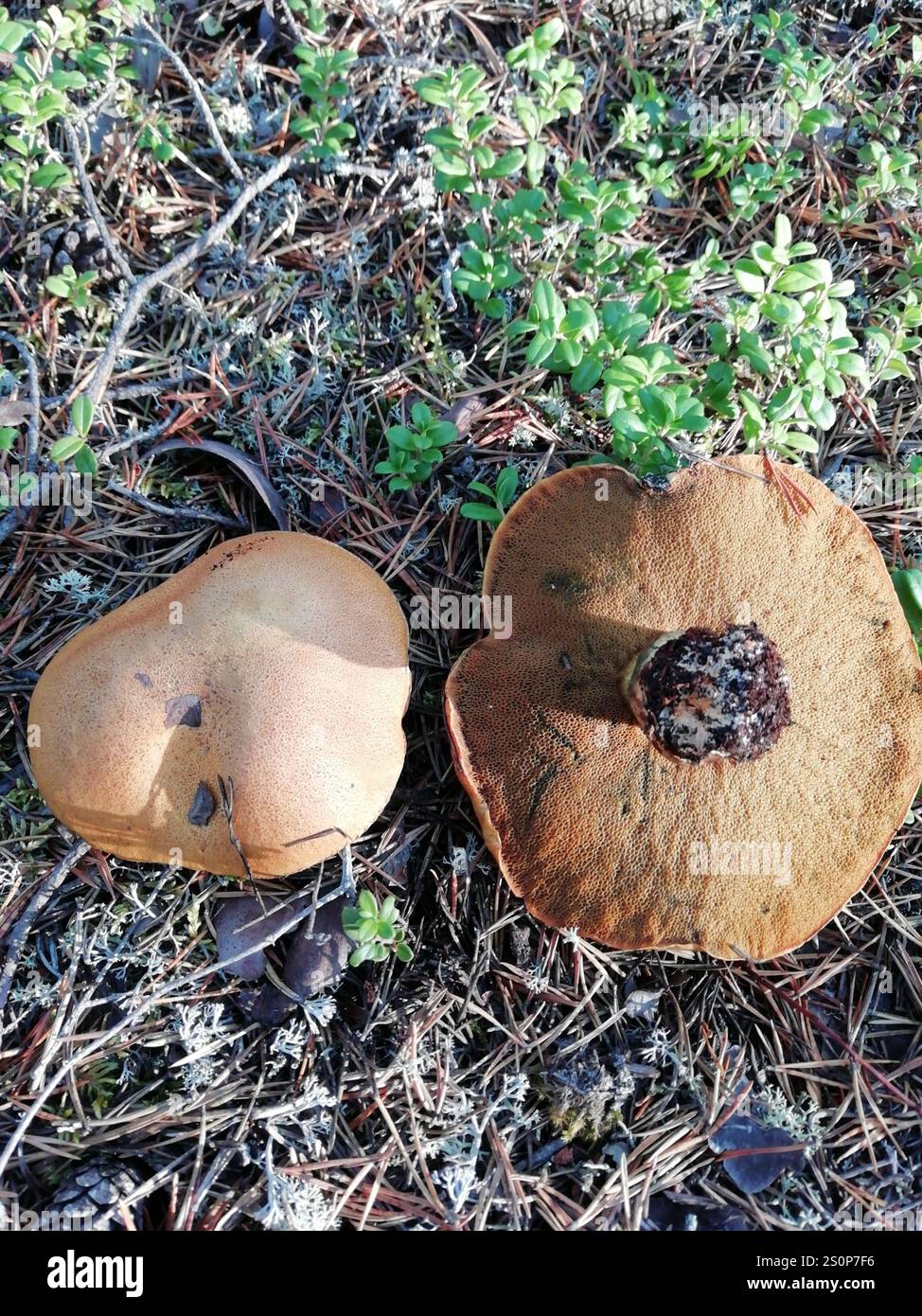 Velvet Bolete (Suillus variegatus Stock Photo - Alamy