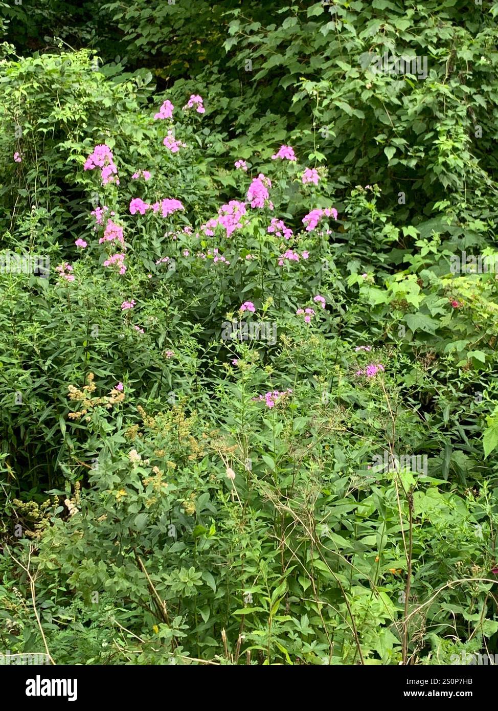 fall phlox (Phlox paniculata Stock Photo - Alamy