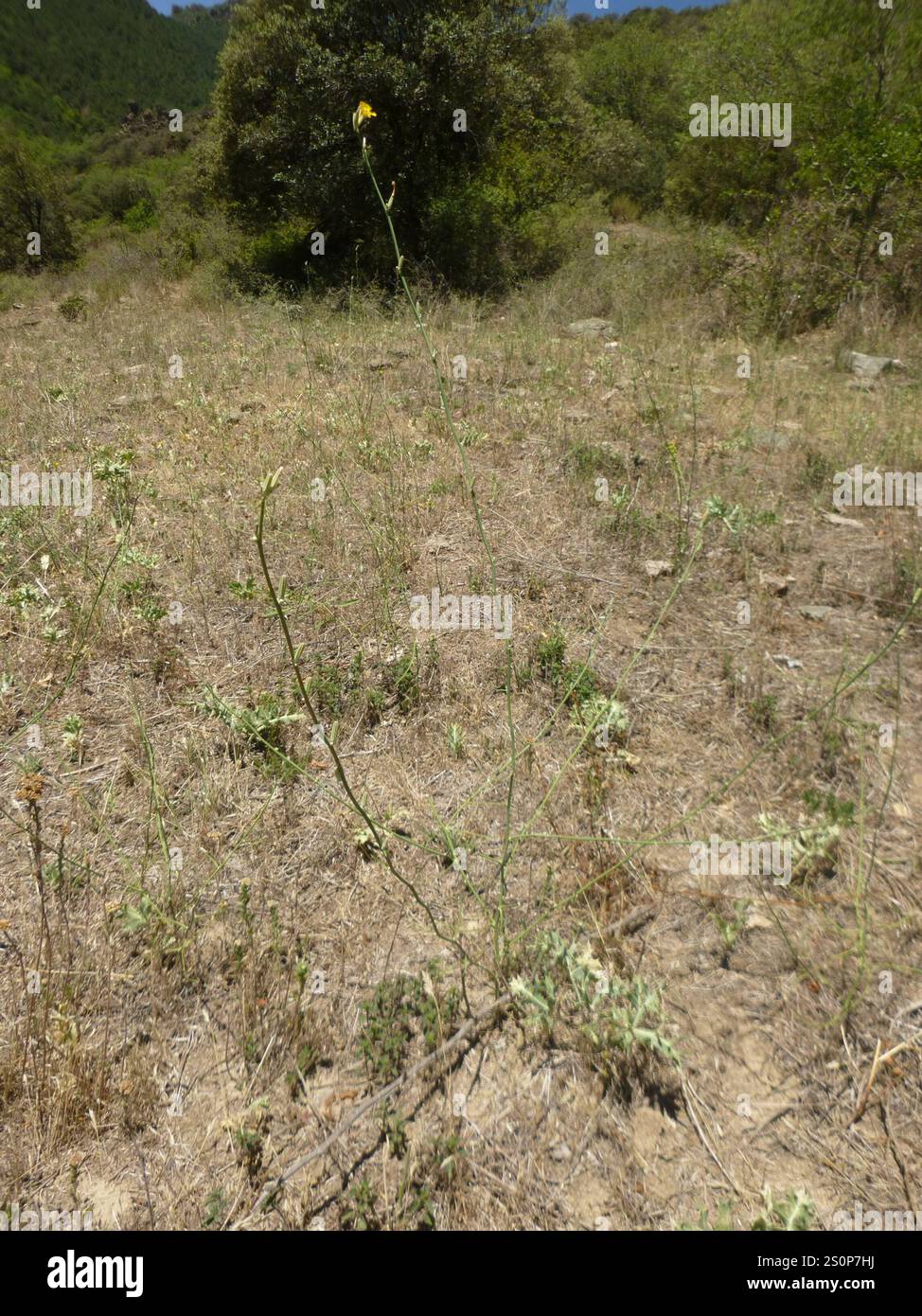 Rush Skeletonweed (Chondrilla juncea Stock Photo - Alamy
