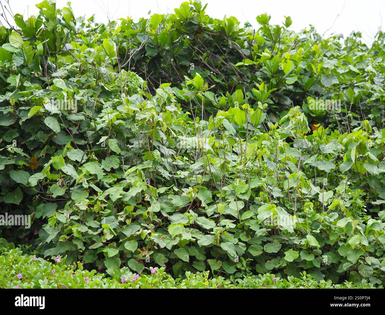 sea hibiscus (Hibiscus tiliaceus Stock Photo - Alamy
