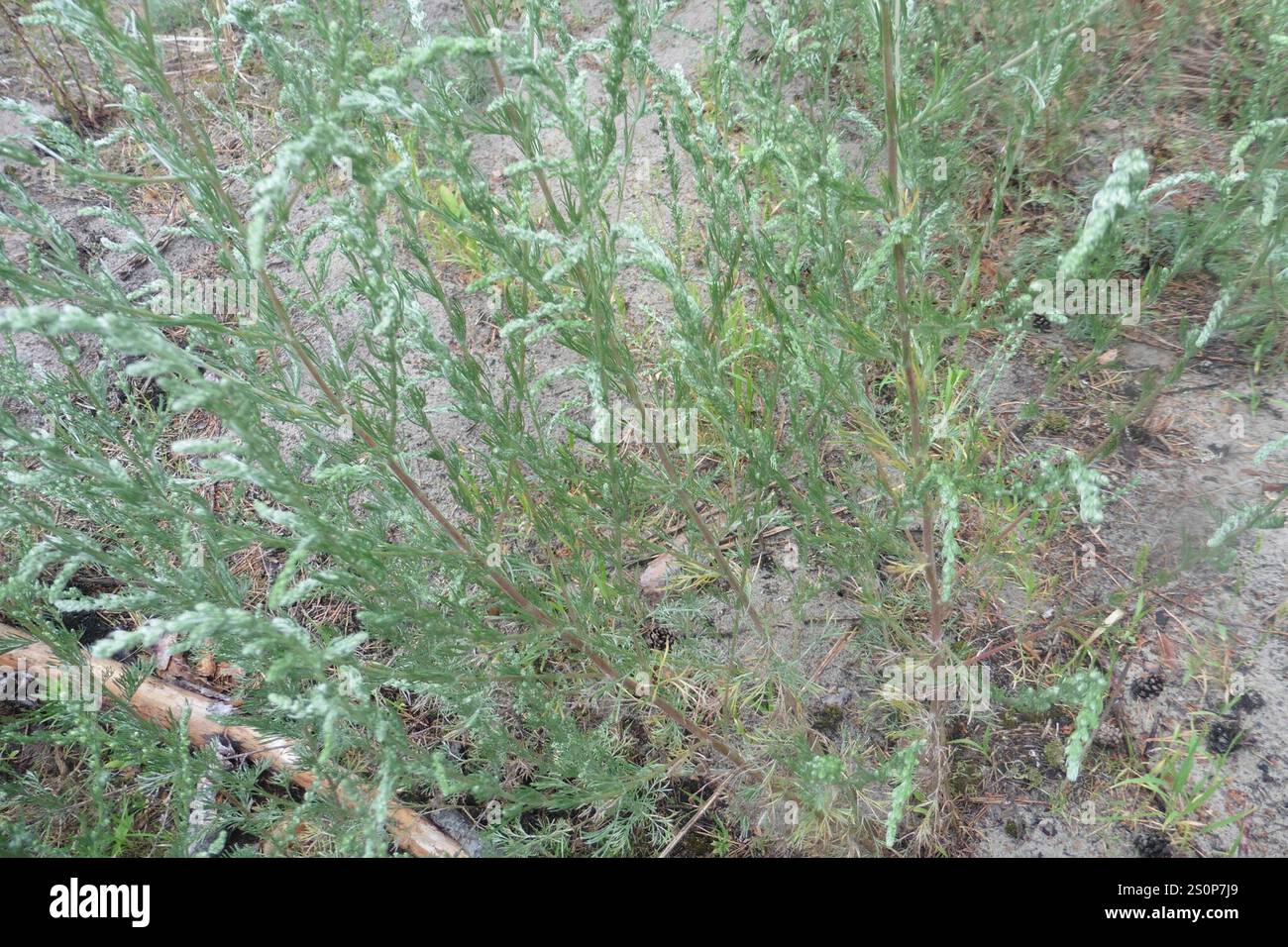 Field Sagewort (Artemisia campestris Stock Photo - Alamy