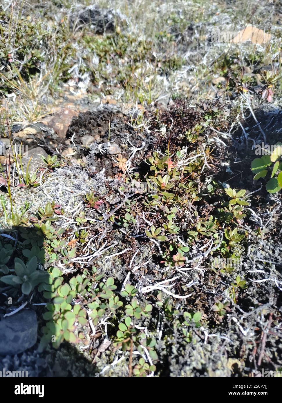 Whiteworm Lichen (Thamnolia vermicularis Stock Photo - Alamy