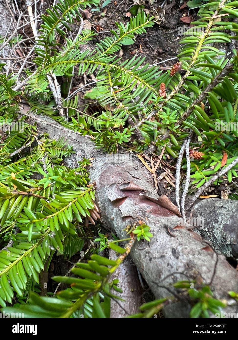 Pacific yew (Taxus brevifolia Stock Photo - Alamy