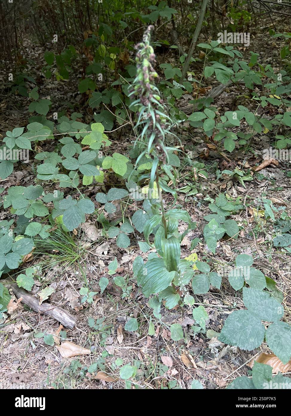 Broad-leaved helleborine (Epipactis helleborine Stock Photo - Alamy