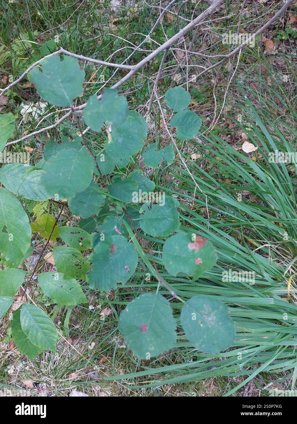 Dwarf Serviceberry (Amelanchier × spicata Stock Photo - Alamy