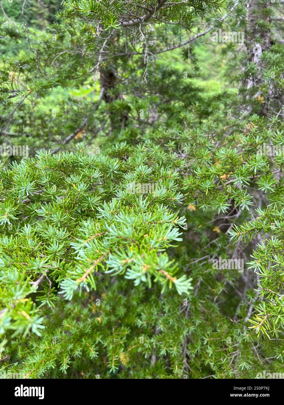 mountain hemlock (Tsuga mertensiana Stock Photo - Alamy