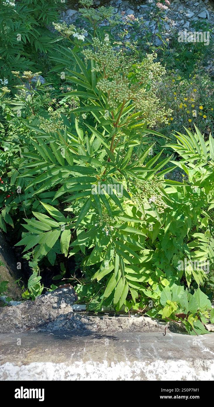 Dwarf Elder (Sambucus ebulus Stock Photo - Alamy