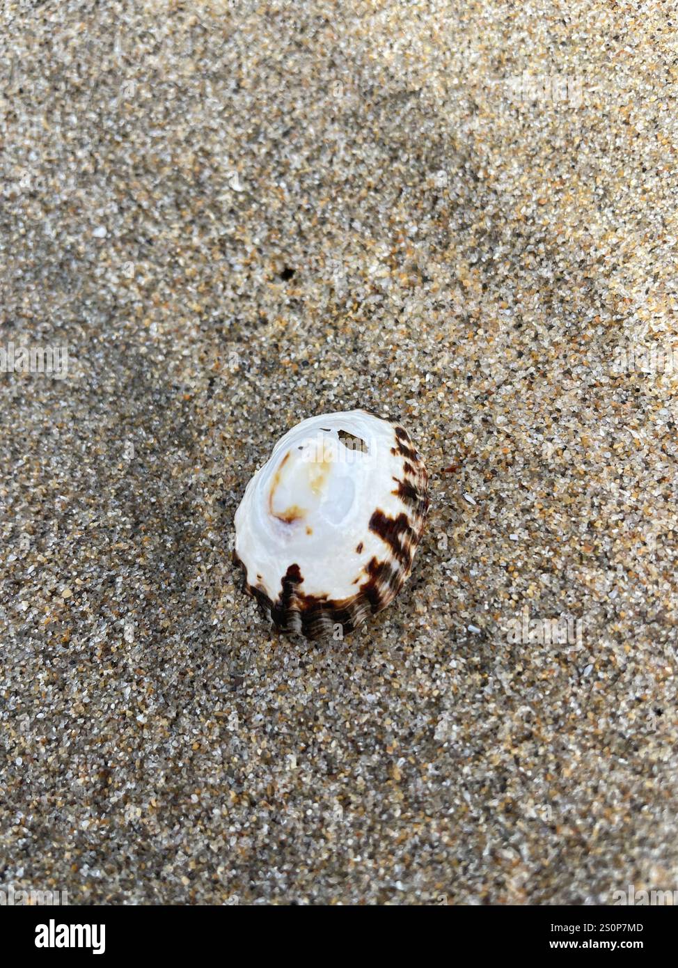 True Limpets (Patellogastropoda Stock Photo - Alamy