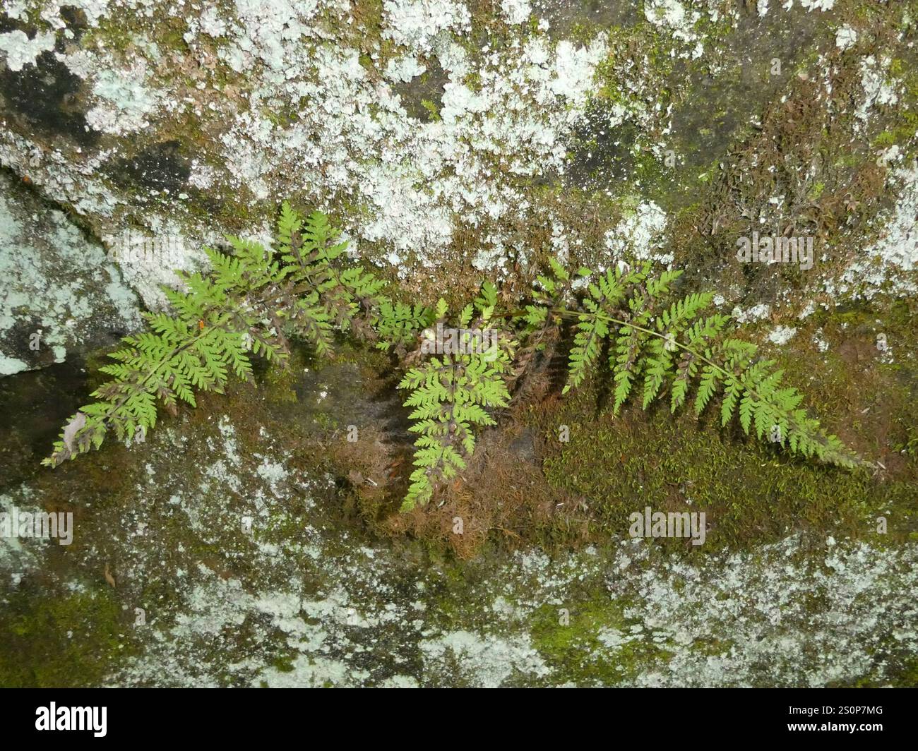 Mackay's Fragile Fern (Cystopteris tenuis Stock Photo - Alamy