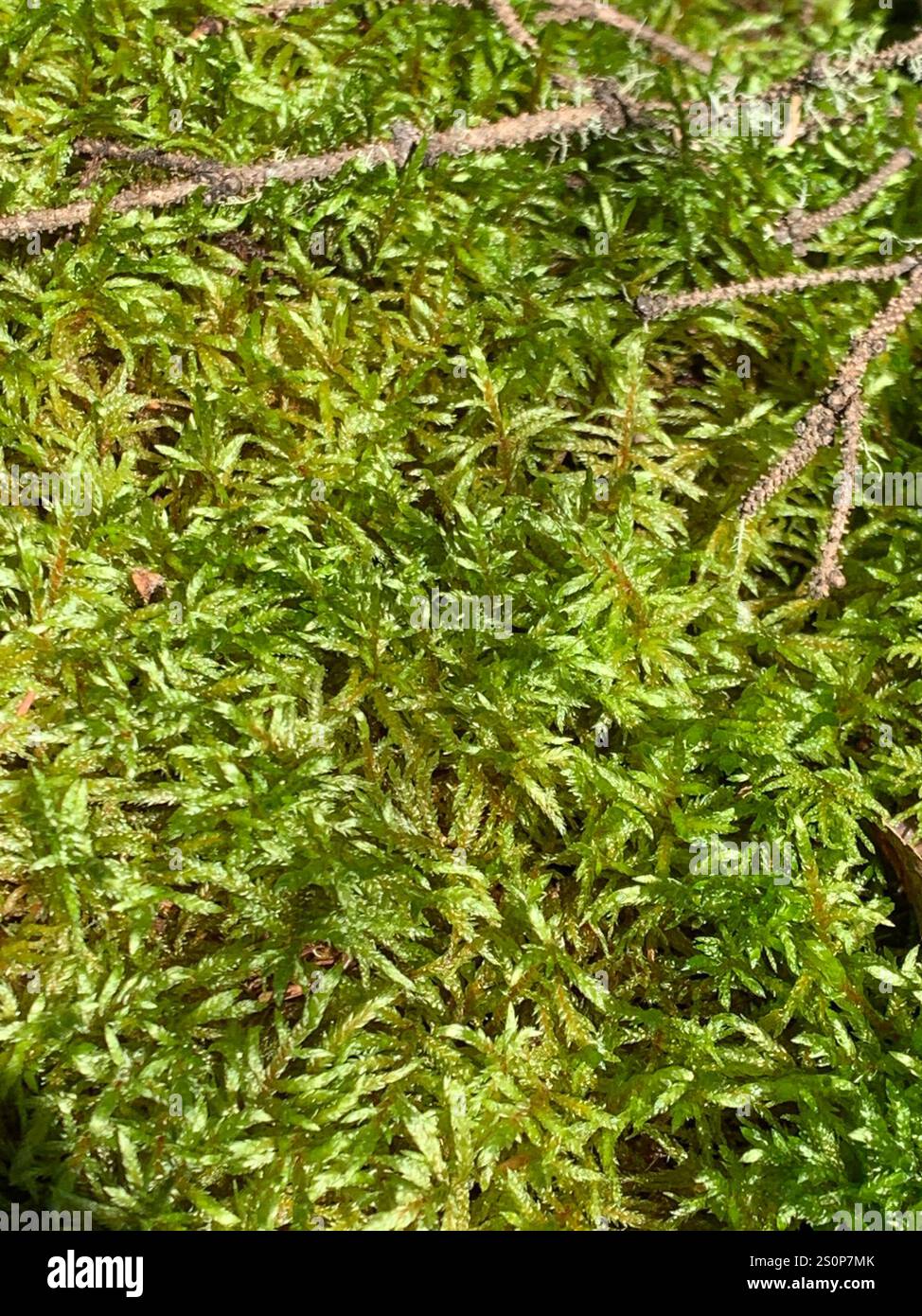 Red-stemmed Feather Moss (Pleurozium schreberi Stock Photo - Alamy
