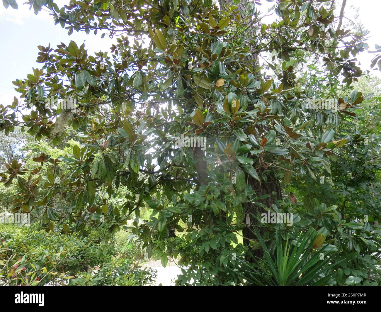 southern magnolia (Magnolia grandiflora Stock Photo - Alamy