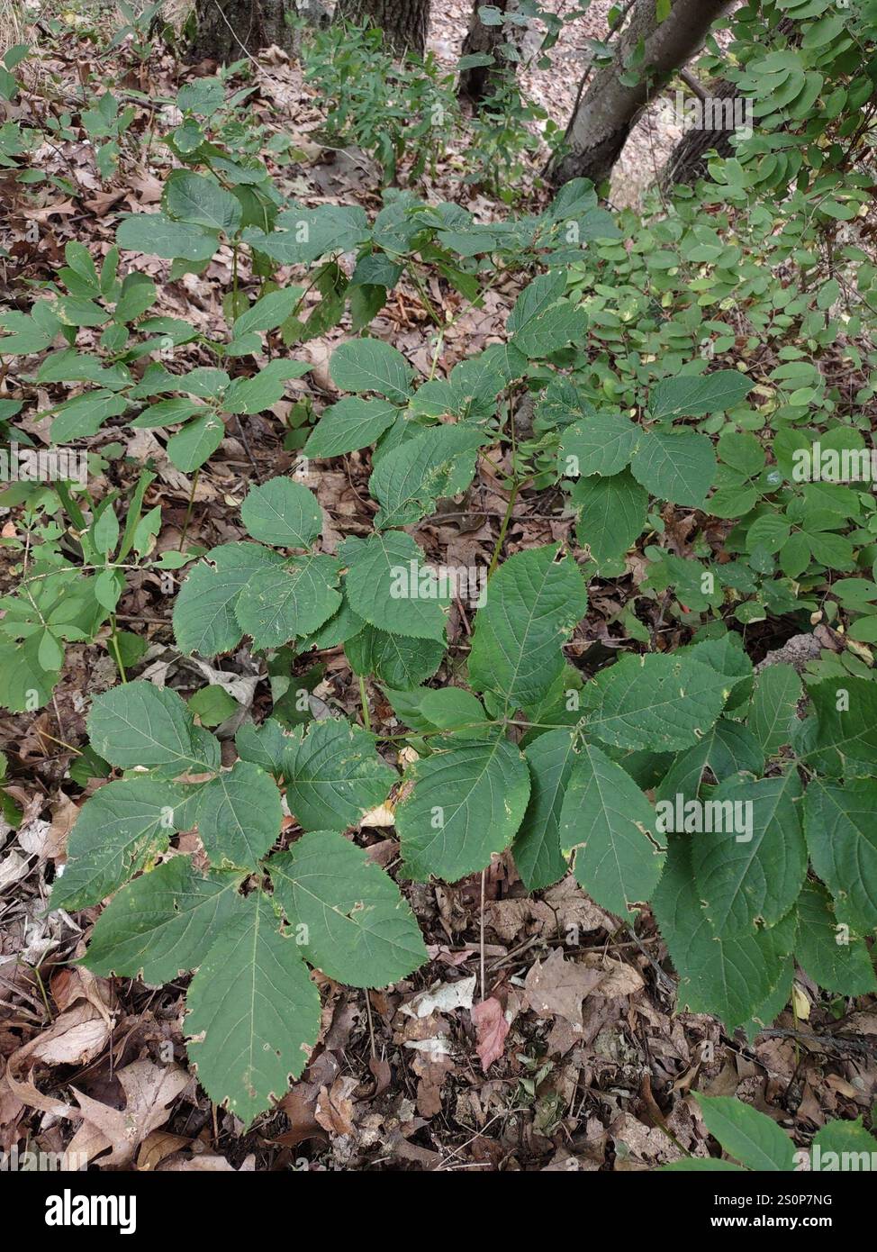 Family hamamelidaceae hi-res stock photography and images - Alamy