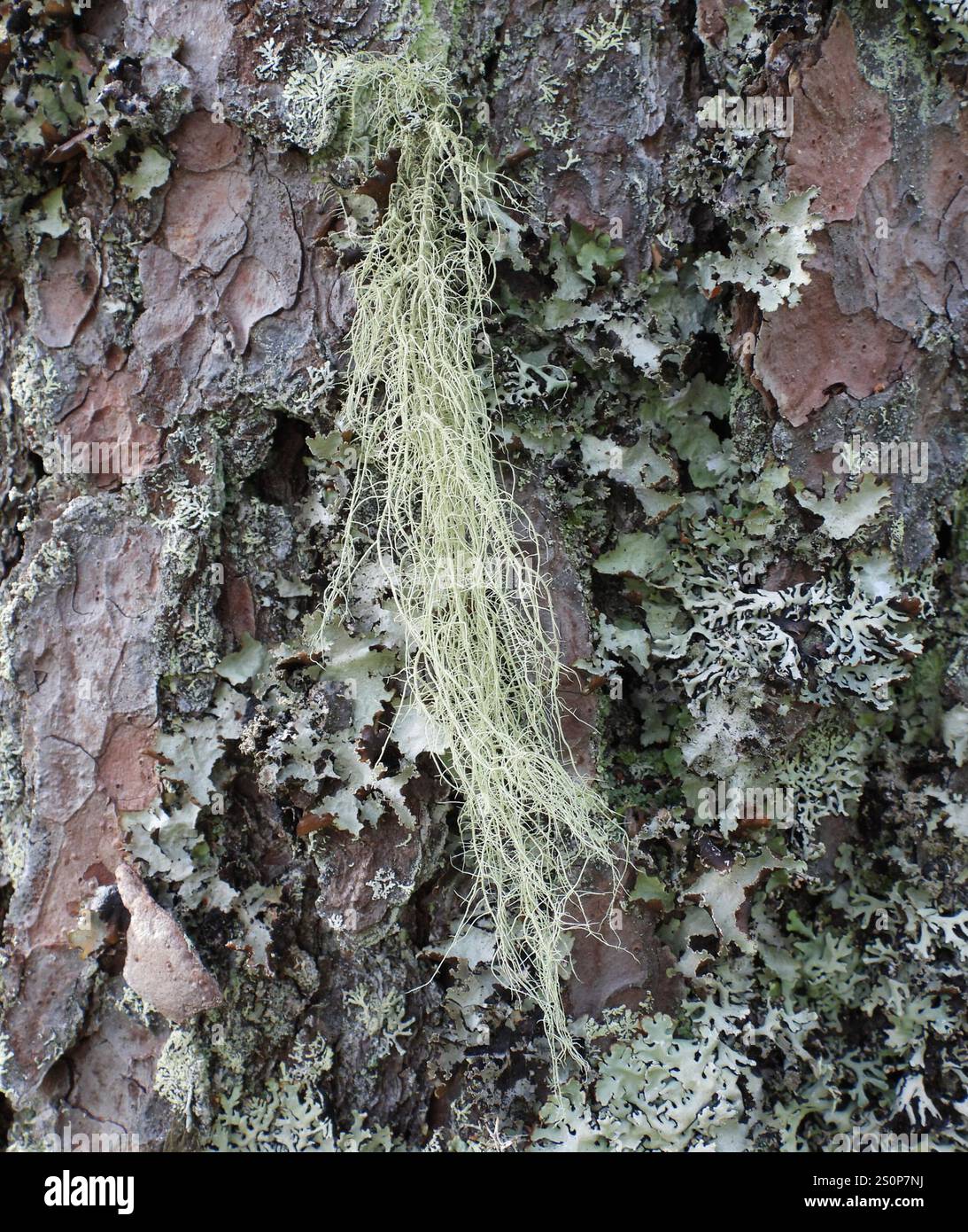 Fishbone Beard Lichen (Usnea dasopoga Stock Photo - Alamy