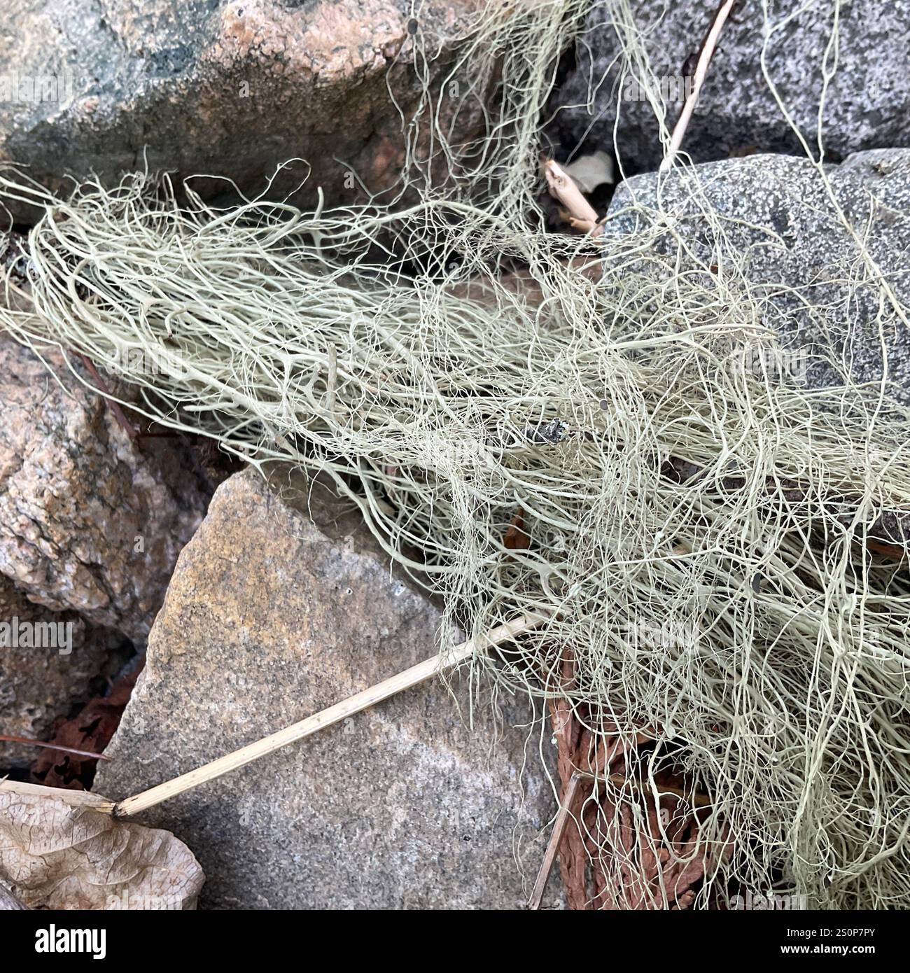Witch's Hair (Alectoria sarmentosa Stock Photo - Alamy