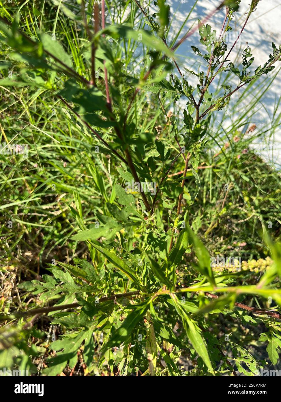 common ragweed (Ambrosia artemisiifolia Stock Photo - Alamy
