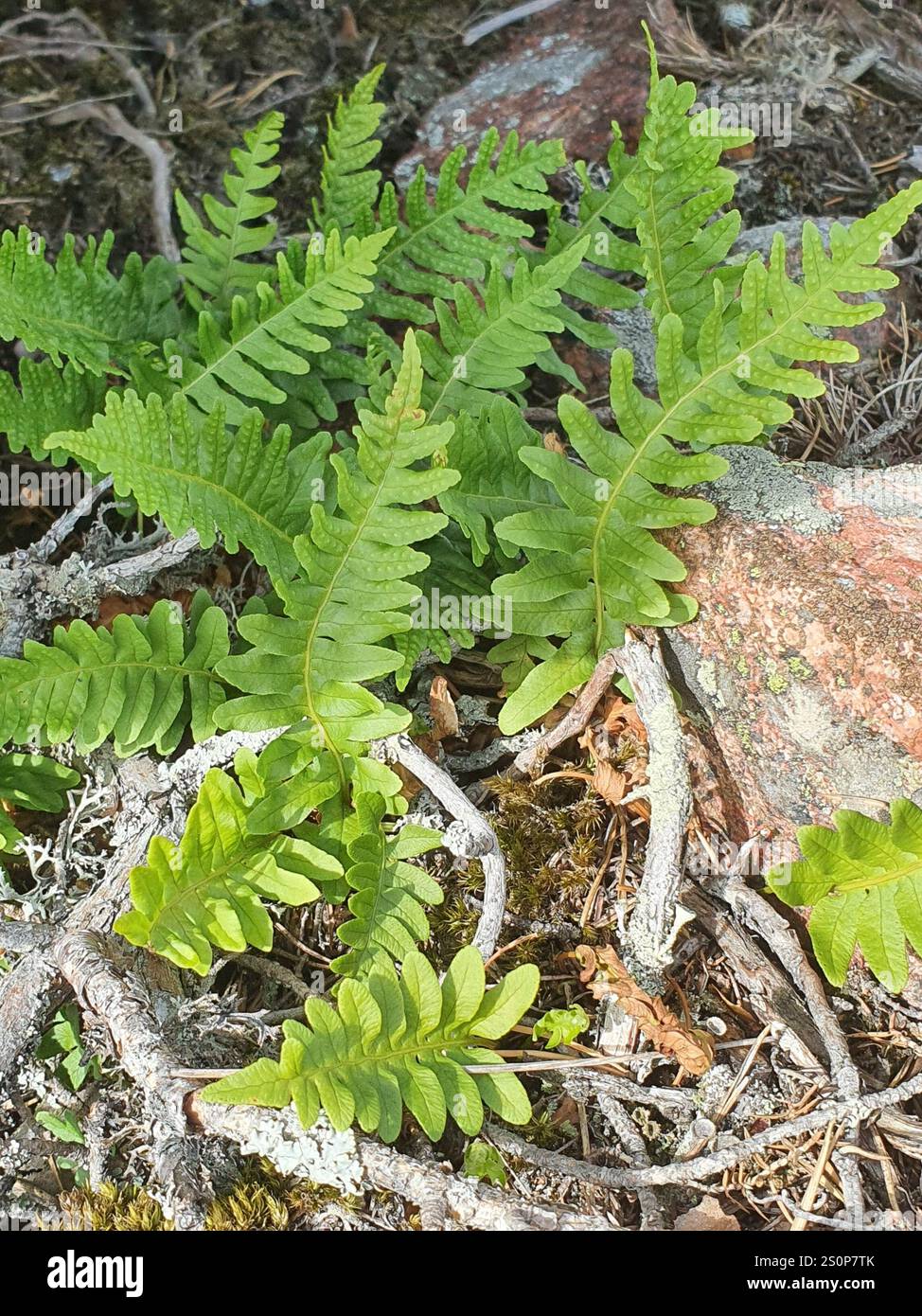 common polypody (Polypodium vulgare Stock Photo - Alamy