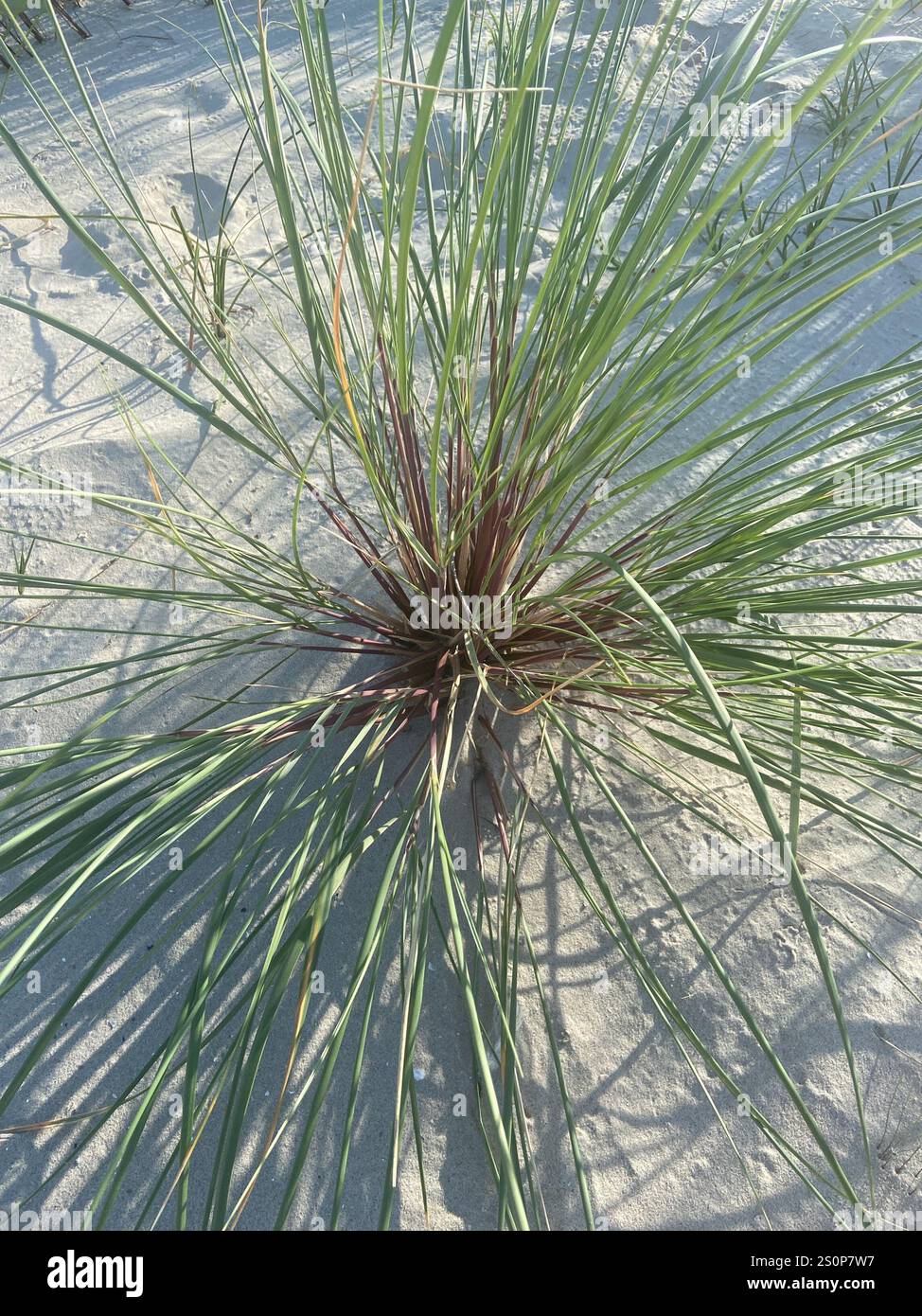 European marram grass (Calamagrostis arenaria Stock Photo - Alamy