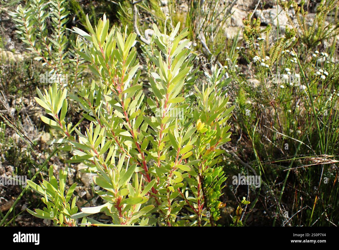 Limestone Conebush (Leucadendron meridianum Stock Photo - Alamy