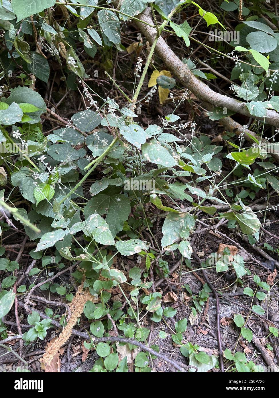 enchanter's-nightshade (Circaea lutetiana Stock Photo - Alamy
