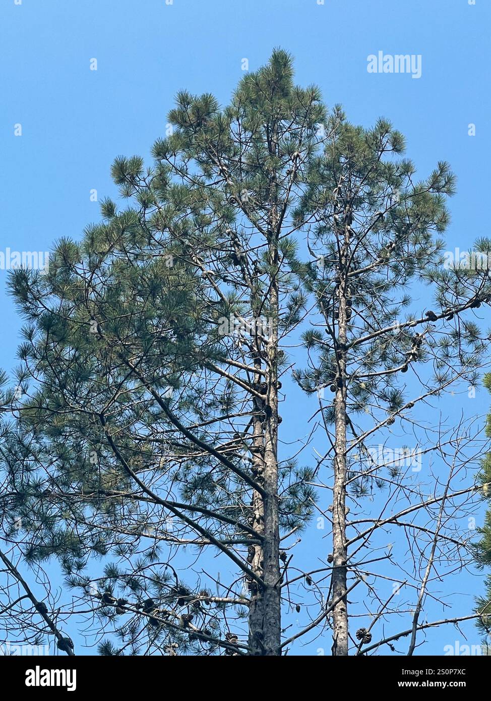 knobcone pine (Pinus attenuata Stock Photo - Alamy