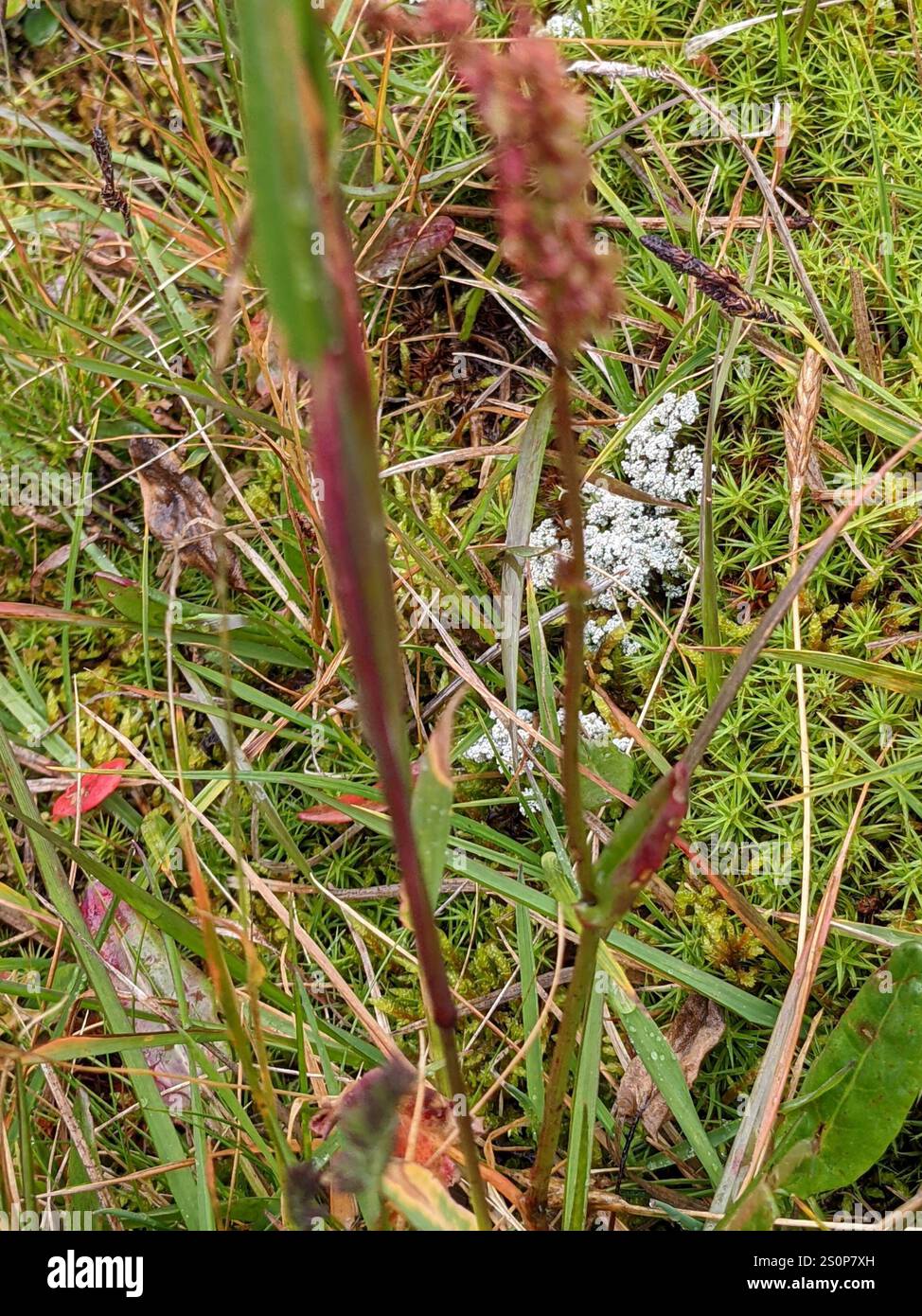 Alpine Timothy (Phleum alpinum Stock Photo - Alamy