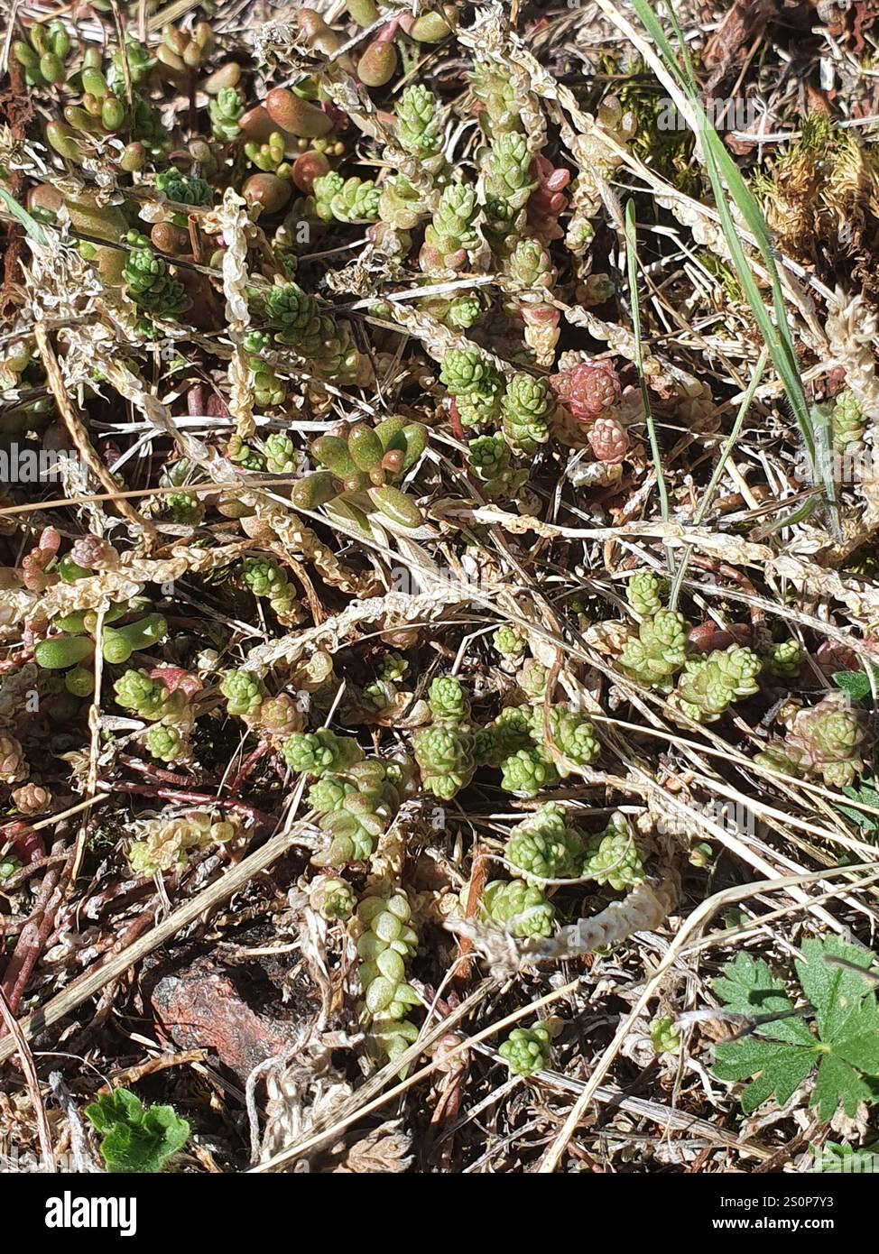 Biting Stonecrop (Sedum acre Stock Photo - Alamy