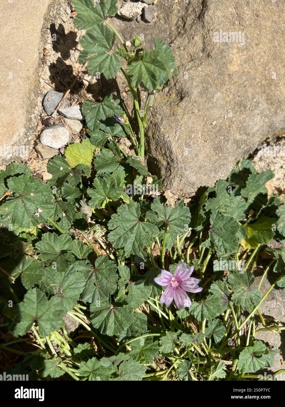 Common Mallow (Malva sylvestris Stock Photo - Alamy