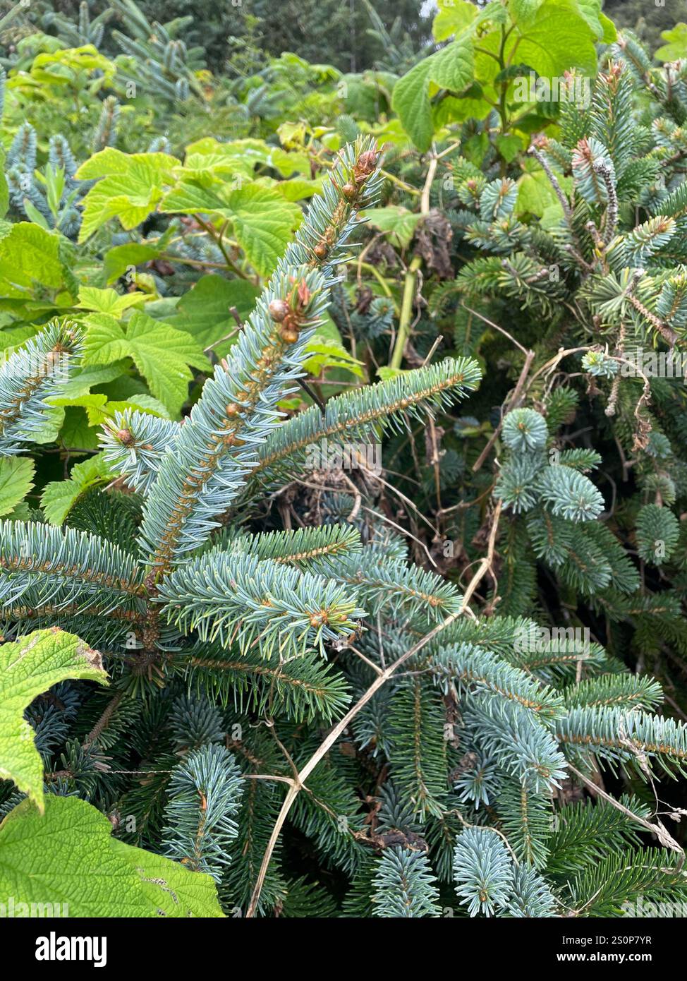 Sitka spruce (Picea sitchensis Stock Photo - Alamy