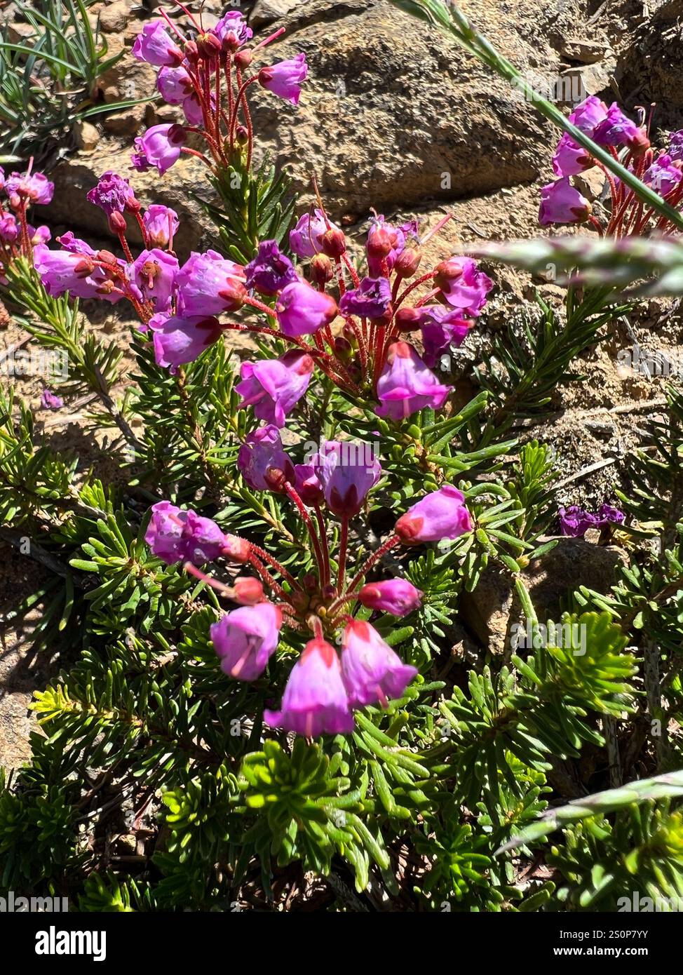 pink mountainheath (Phyllodoce empetriformis Stock Photo - Alamy