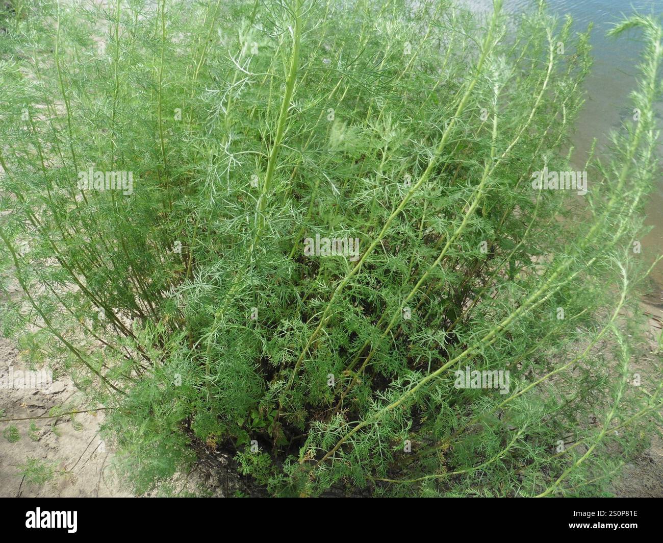 Southernwood (Artemisia abrotanum Stock Photo - Alamy
