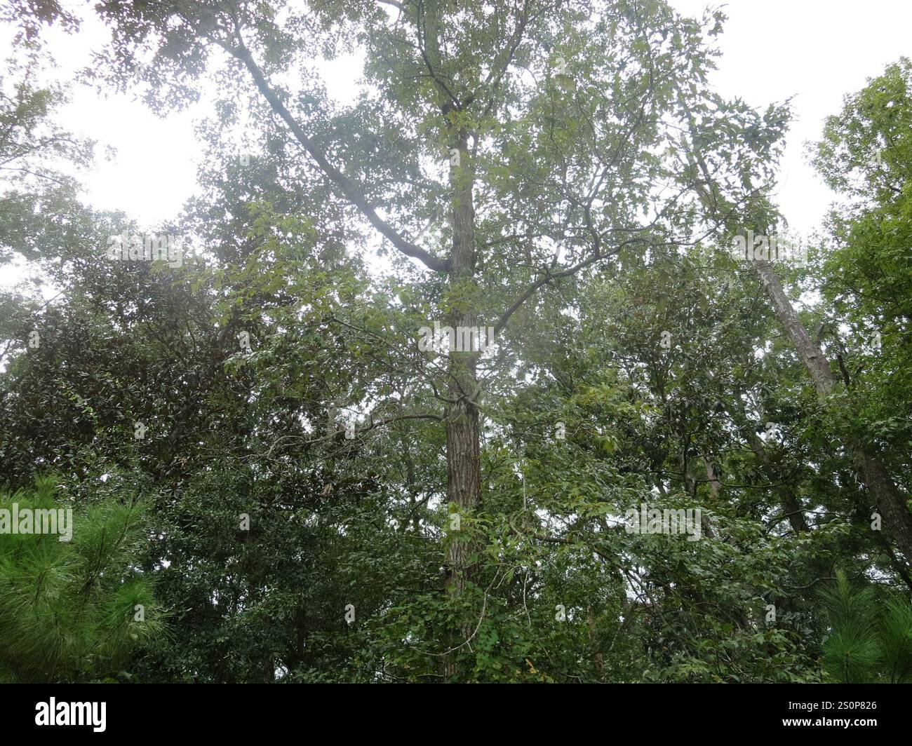 southern red oak (Quercus falcata Stock Photo - Alamy