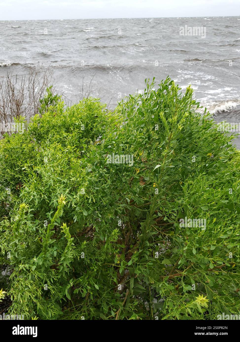groundsel tree (Baccharis halimifolia Stock Photo - Alamy