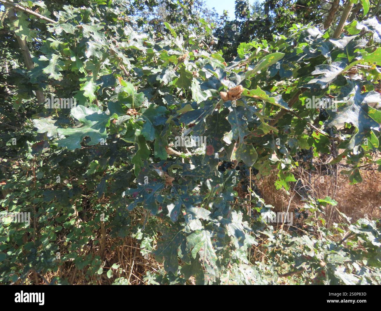 Oregon oak (Quercus garryana Stock Photo - Alamy