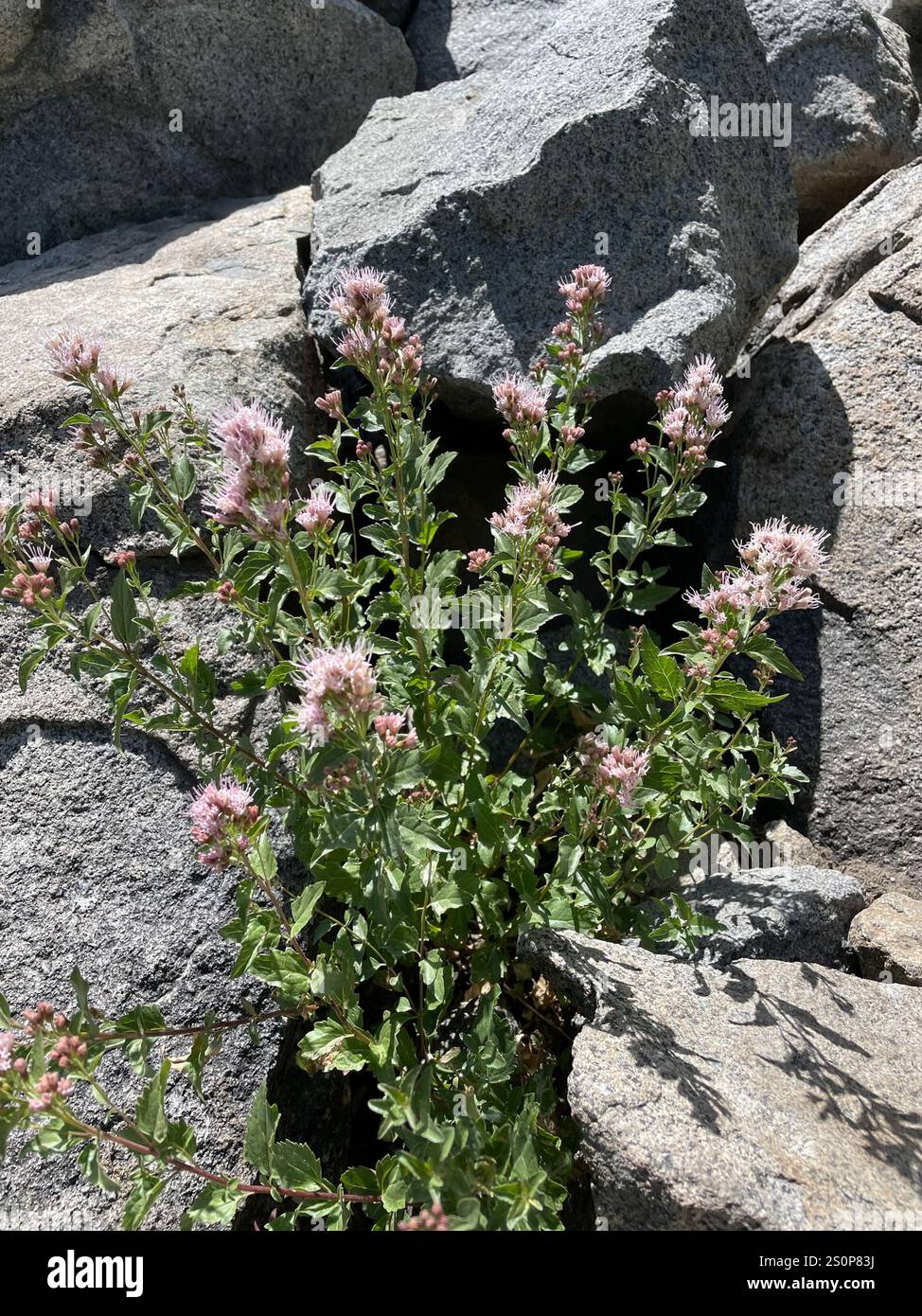 Western Snakeroot (Ageratina occidentalis Stock Photo - Alamy