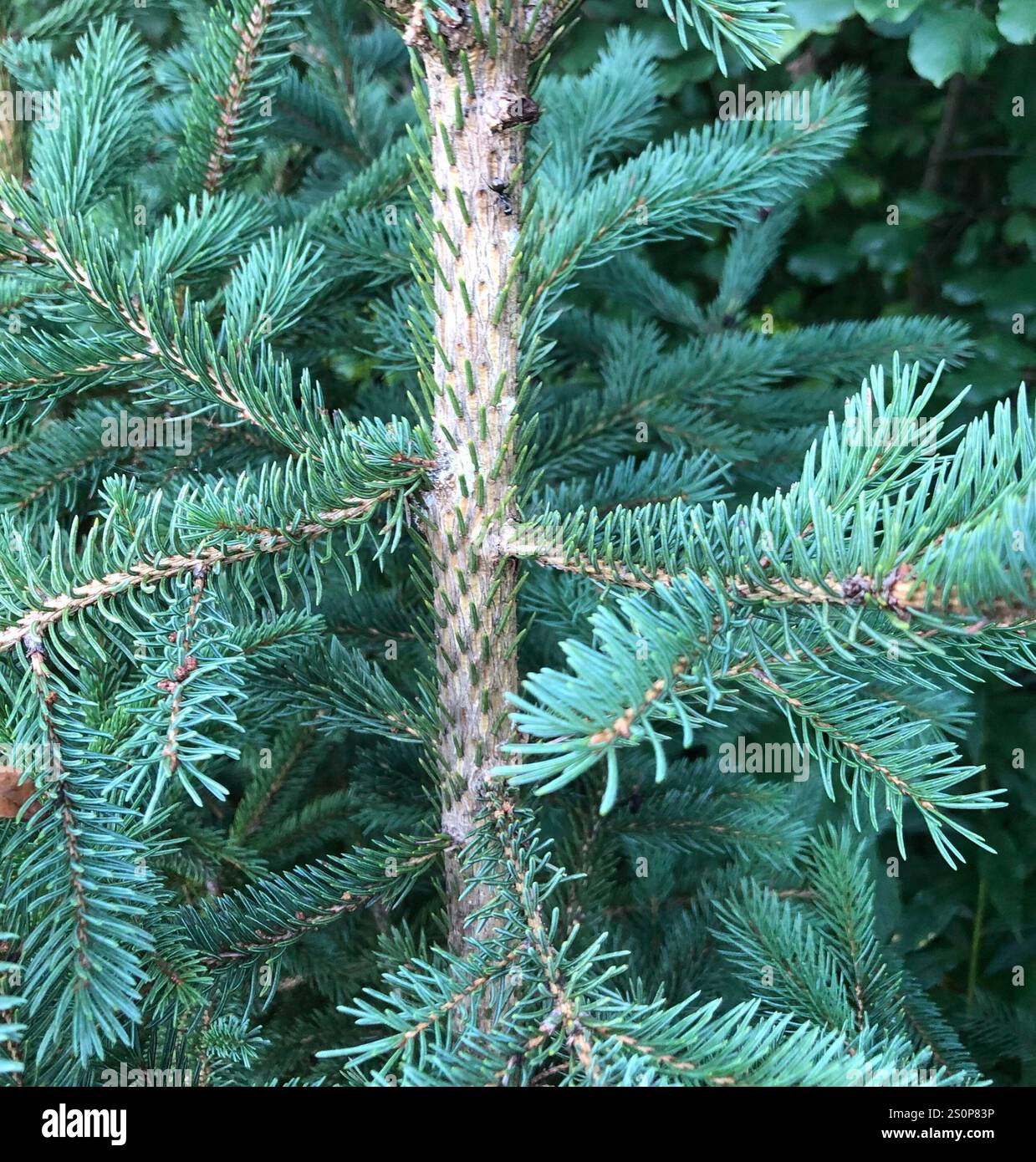 white spruce (Picea glauca Stock Photo - Alamy