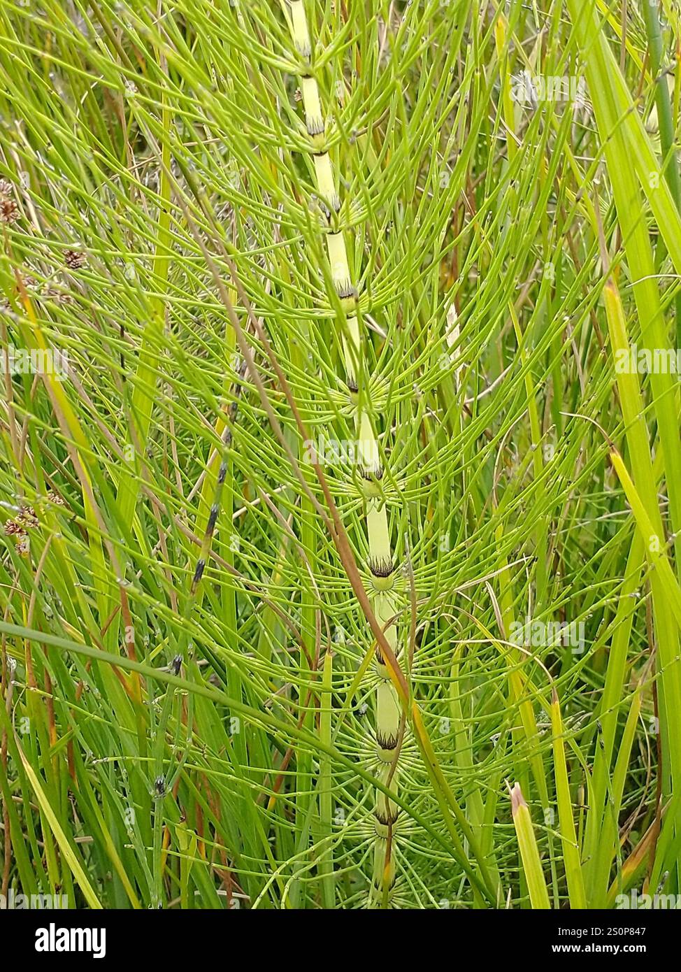 great horsetail (Equisetum telmateia Stock Photo - Alamy