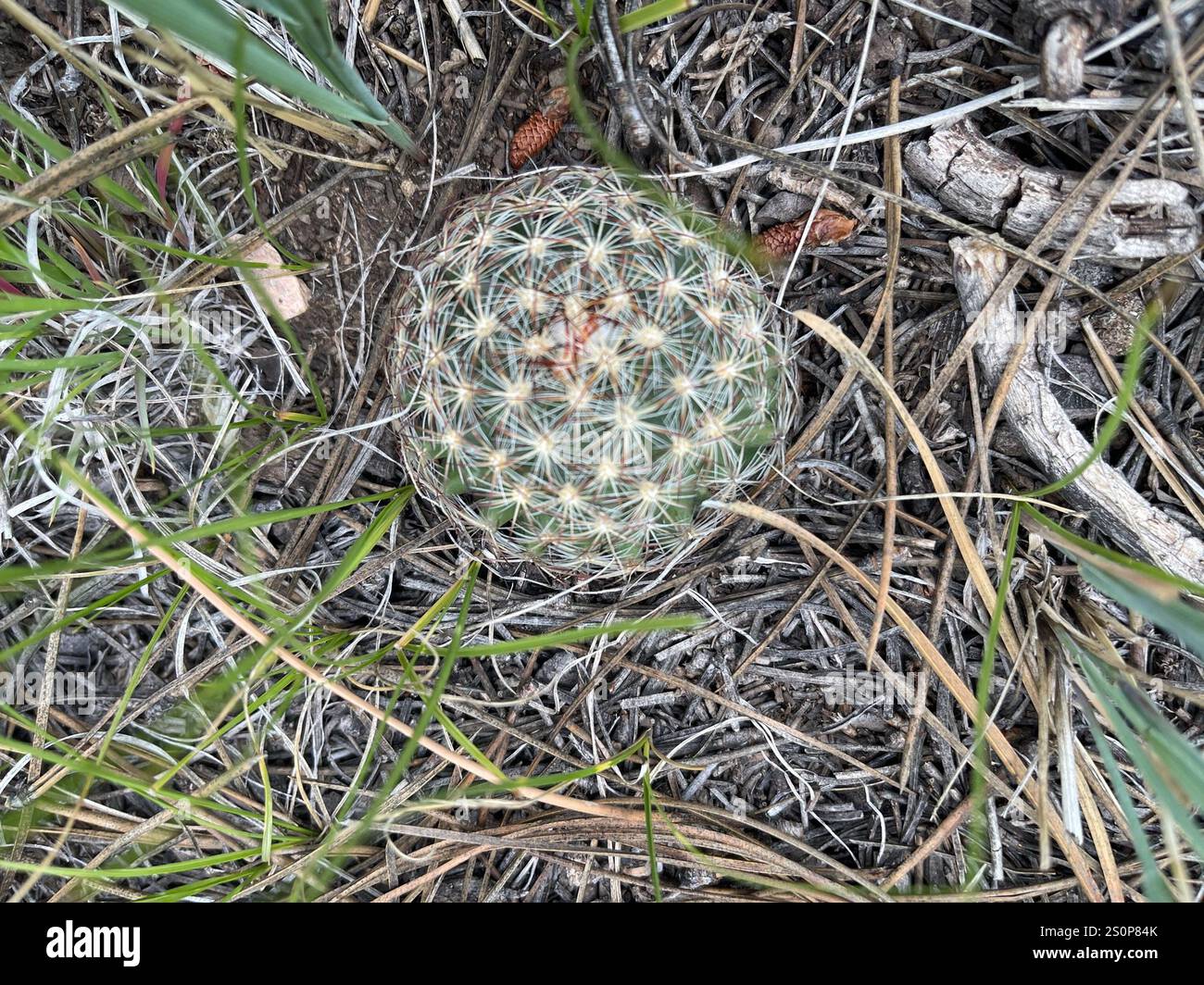 Mountain Ball Cactus (Pediocactus simpsonii Stock Photo - Alamy