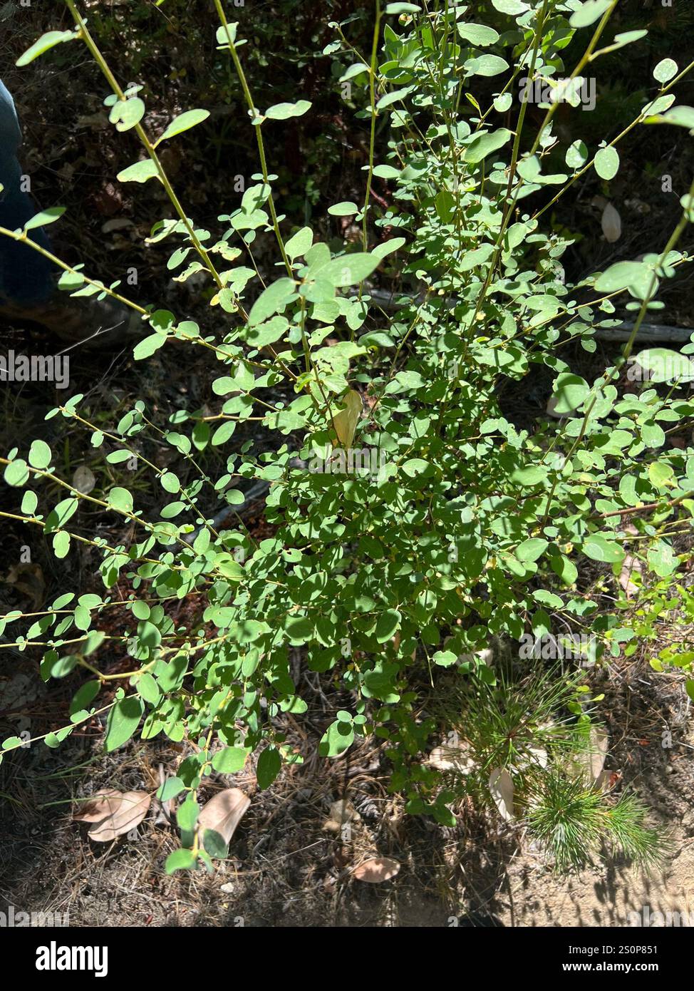deerbrush ceanothus (Ceanothus integerrimus Stock Photo - Alamy