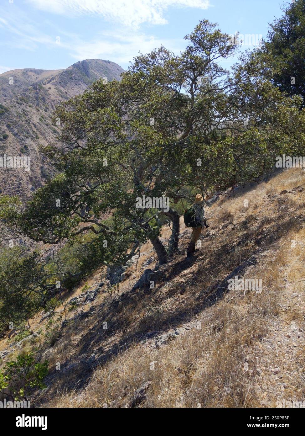 island scrub oak (Quercus pacifica Stock Photo - Alamy