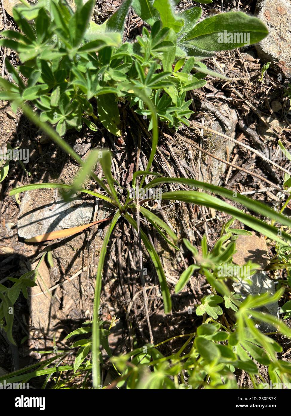 orange agoseris (Agoseris aurantiaca Stock Photo - Alamy
