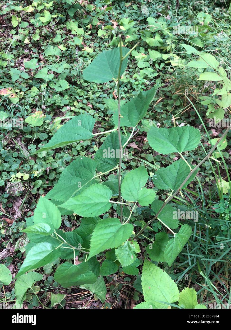 mulberry and fig family (Moraceae Stock Photo - Alamy