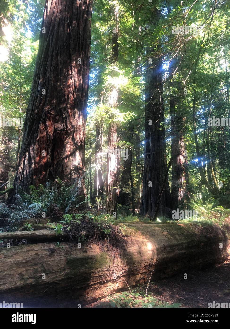 coast redwood (Sequoia sempervirens Stock Photo - Alamy